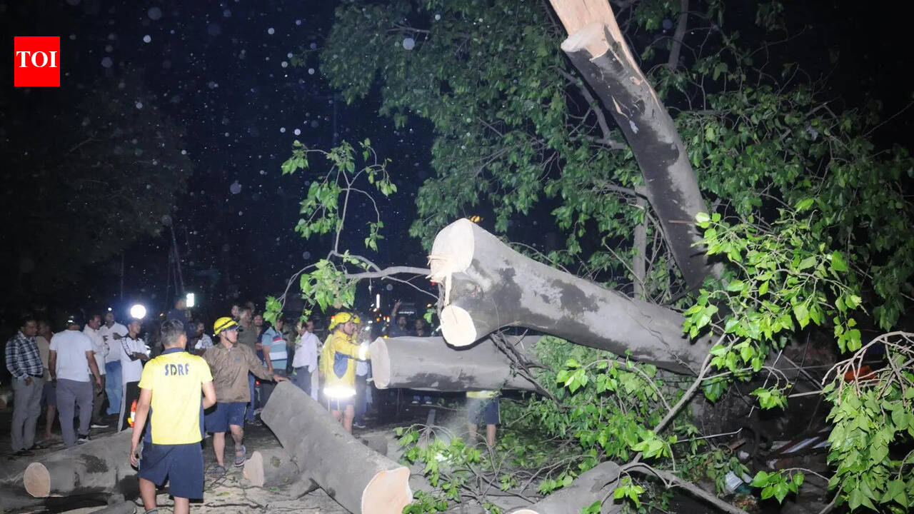 Trees collapse, traffic jam after evening rain in Doon | Dehradun News ...