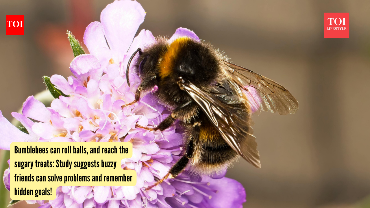 Bumblebees can roll balls, and reach the sugary treats: Study suggests ...