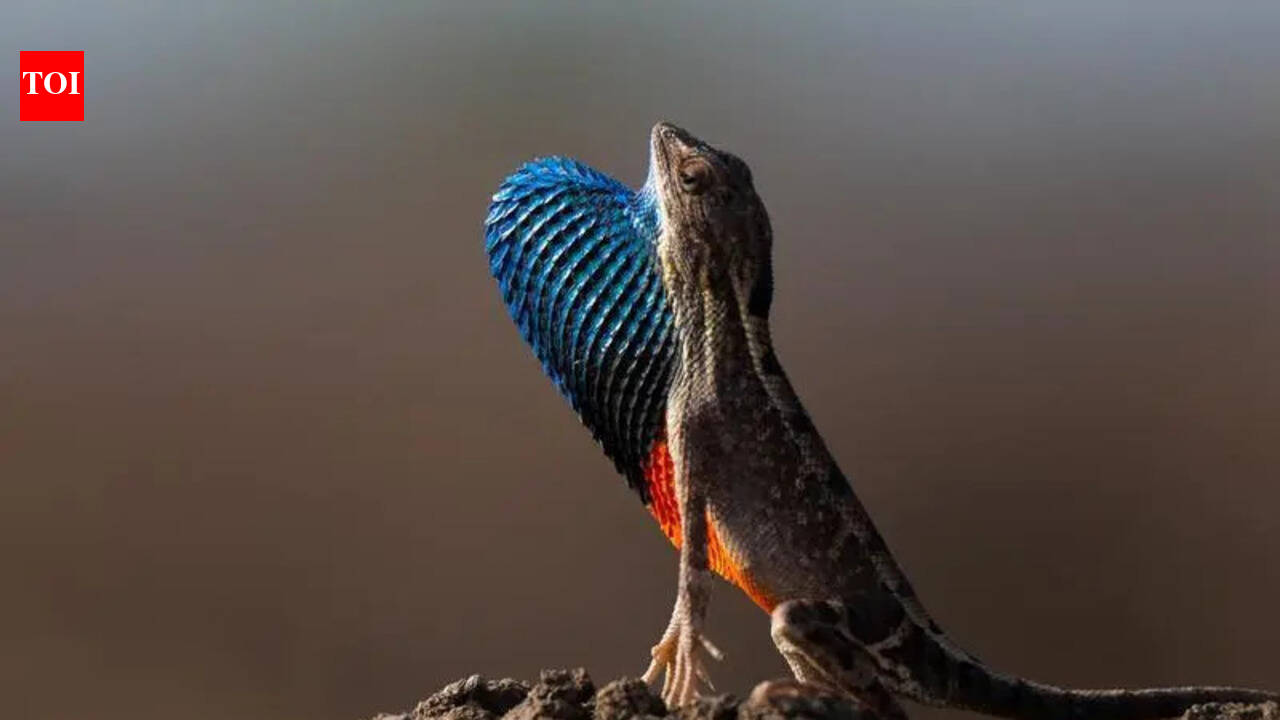 Vidarbha researchers document fan-throated lizard Sarada deccanensis in ...