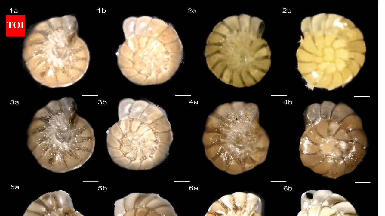 ARI experts find new species of forams that hold secrets to Earth’s ...