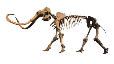 In 1979, a Wisconsin farmer saved a giant bone that led archaeologists ...