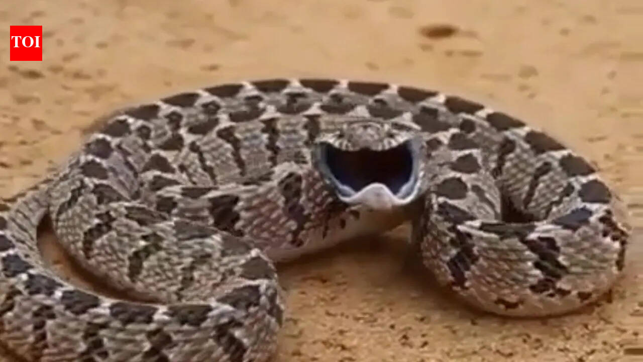 Snake’s hilarious attempt to scare the camera leaves internet in splits ...