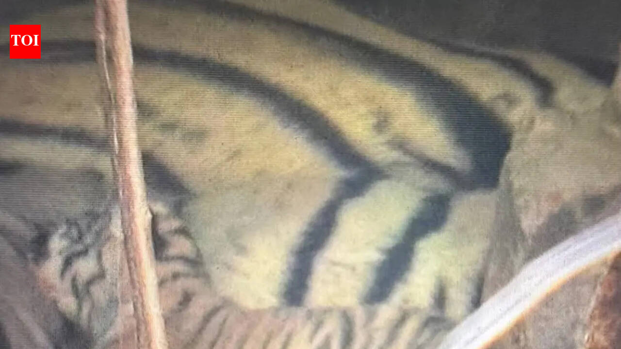 Ranthambore tiger count reaches 77 as Riddhi spotted with cubs | Jaipur ...
