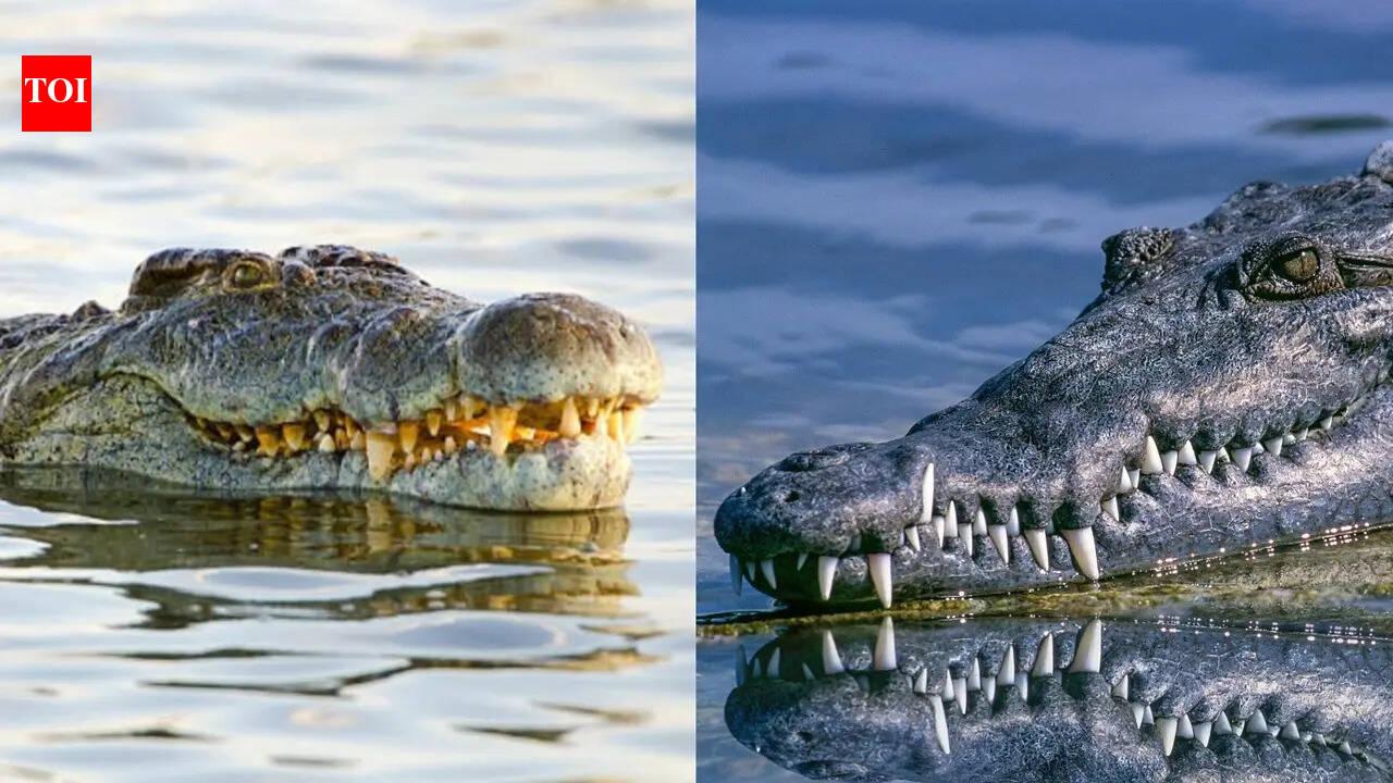 How to identify a Crocodile vs. an Alligator: Snout shape, teeth ...
