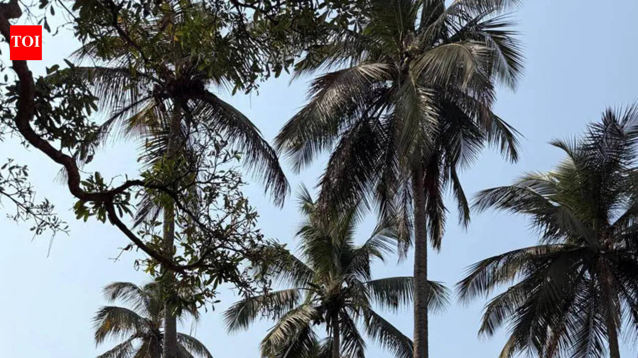 OUAT seeks Rs 15L compensation to clear coconut trees from airport ...
