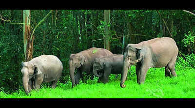 Greens raise concern over forest min’s visit to ‘cart road’ | Kochi ...