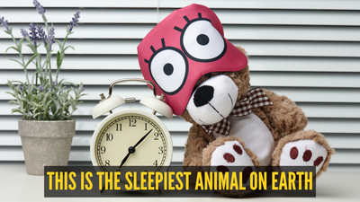 Fact of the day: This is the sleepiest animal on Earth - The Times of India