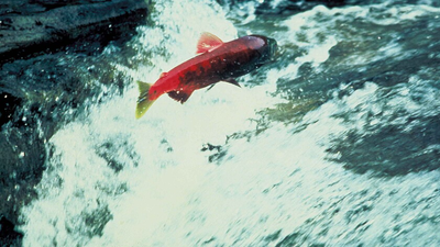 In 1979, forgotten Alaska salmon cans revealed a rising worm count ...