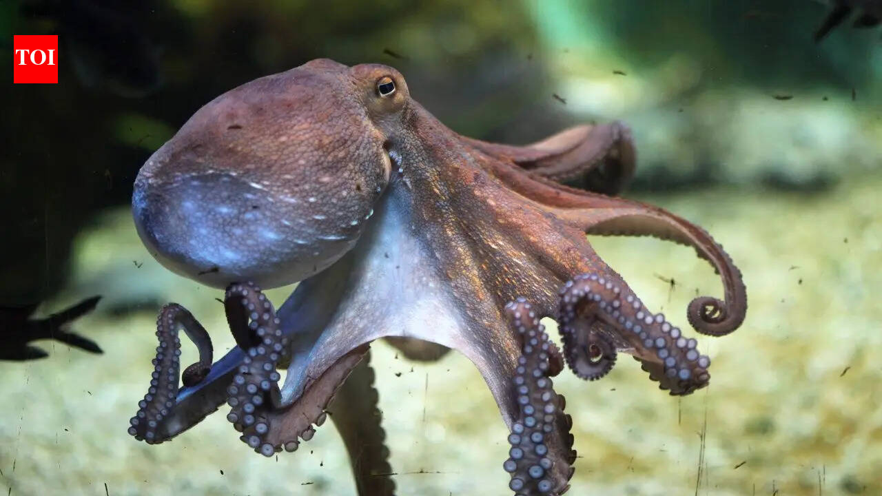 The oceans are changing faster than we thought: Sea creatures are ...