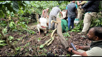 Foresters continue to look for killer elephant in Kodagu | Mysuru News ...