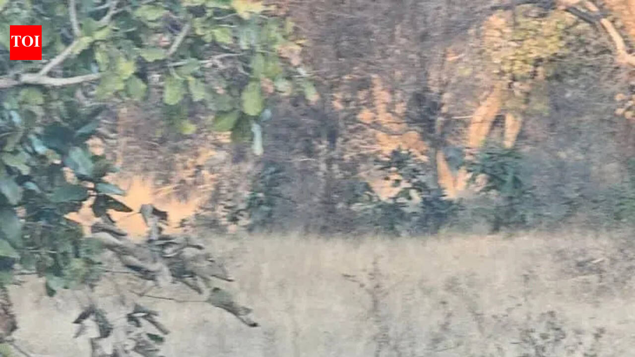 Female Cheetah Veera, 15-Month-Old Offspring Reach Baran from Kuno ...
