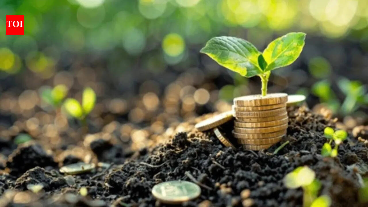 How to make your money plant grow faster: 7 expert tips for healthier vines