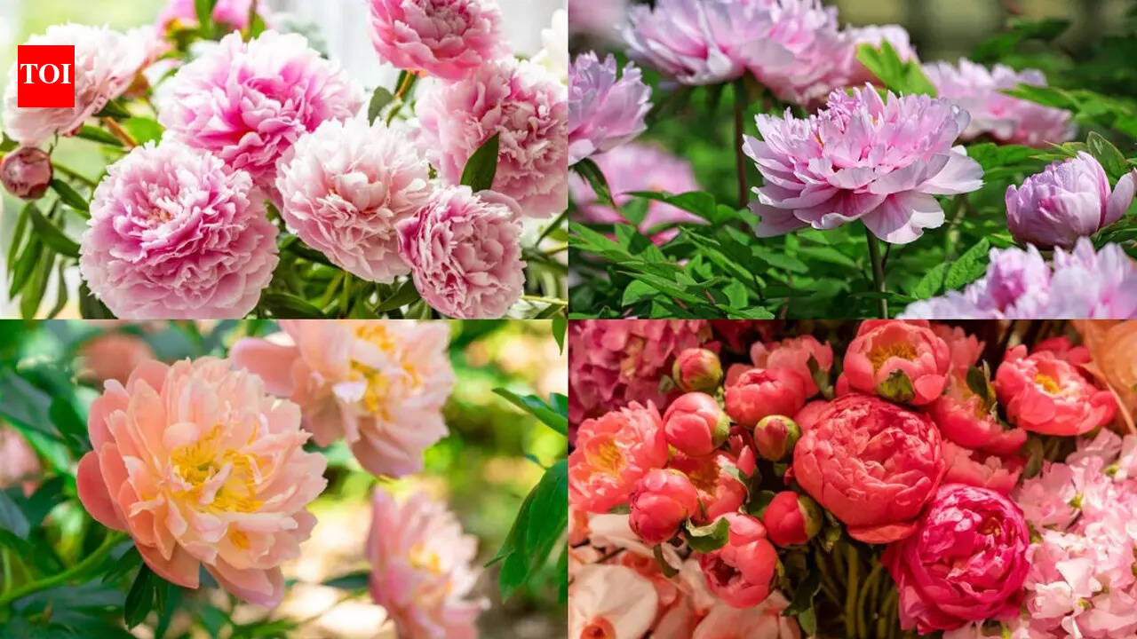 How to keep Peonies from flopping over after they bloom: Simple ...