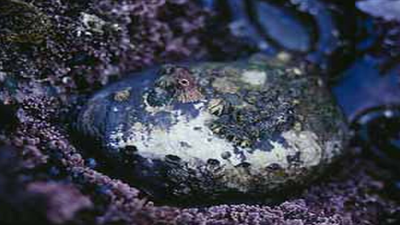 In 1985, a mystery disease killed 99% of California's black abalone ...