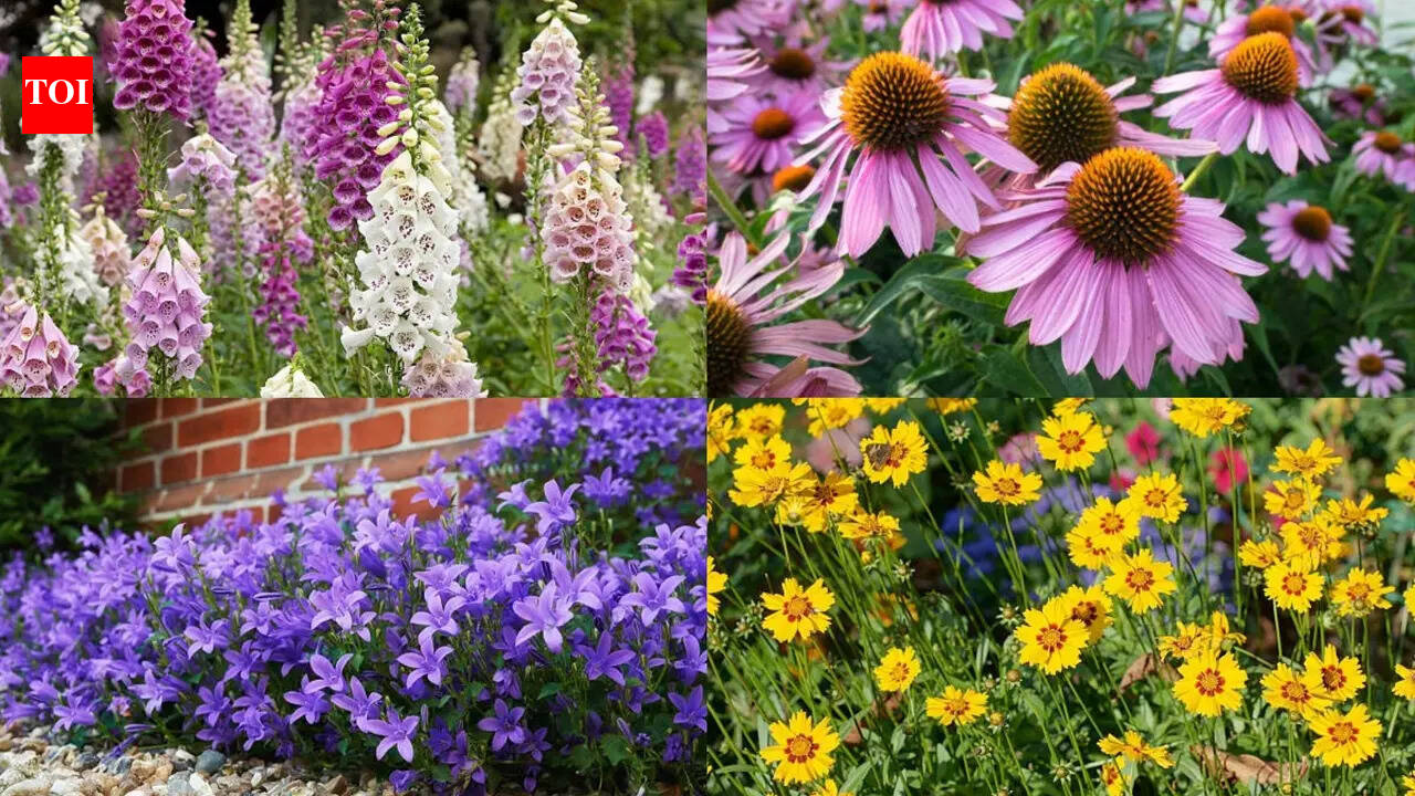 Canterbury Bells to Foxgloves in June: 6 low-maintenance plants that ...