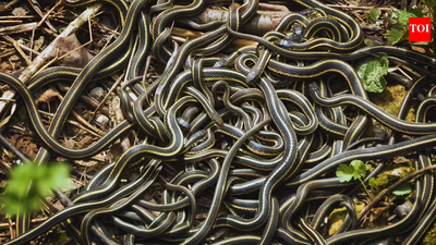 Family opens water tank and finds 27 baby snakes inside: The Haridwar ...