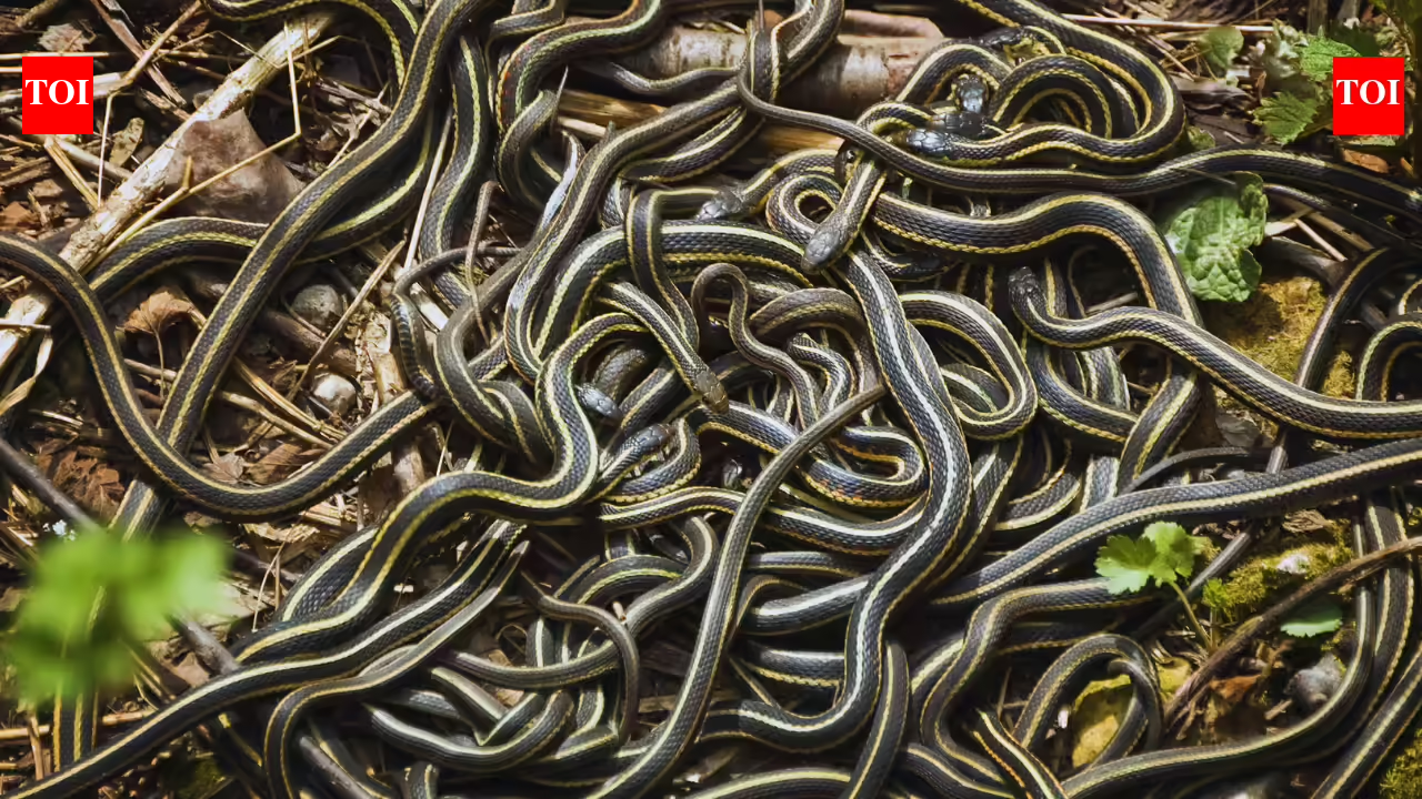 Family opens water tank and finds 27 baby snakes inside: The Haridwar ...