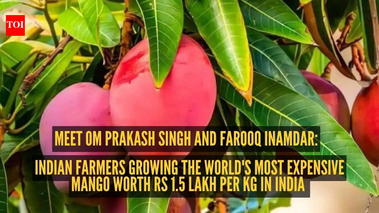 Miyazaki Mango: Meet Om Prakash Singh and Farooq Inamdar: Indian ...