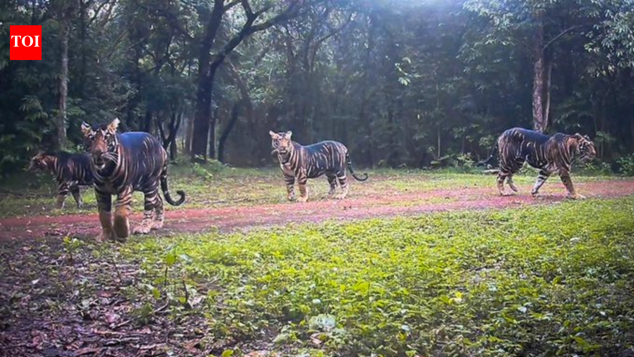 Rise in Similipal tiger count to spur dispersion of males | Bhubaneswar ...
