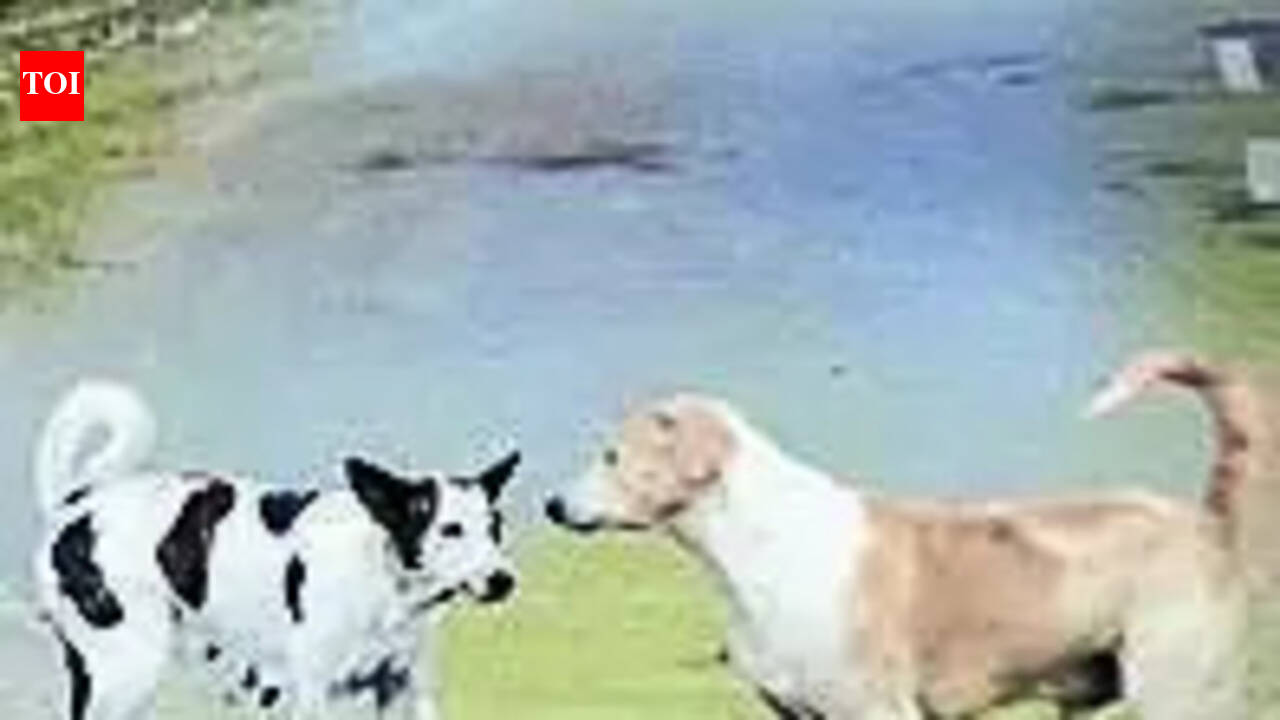 Stray that bit 15 people shot dead in Idukki | Kochi News - The Times ...