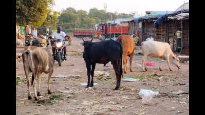 Stray cattle continue to pose problems at Mattuthavani market | Madurai ...