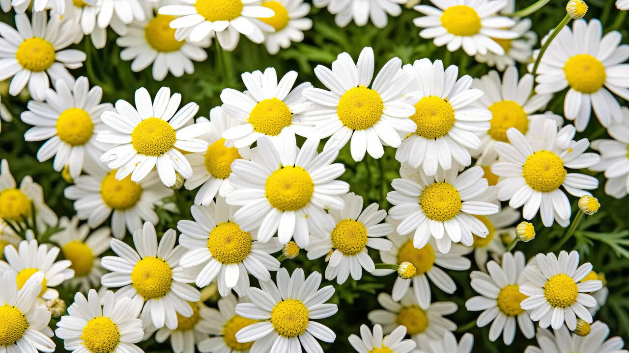 Beauty Tips: Get Glowing Young Skin Using These 5 Garden Flowers
