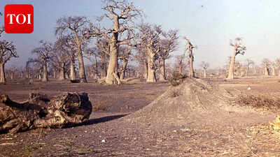 Senegal’s billion-tree climate project sold ‘ghost carbon’: Scientists ...