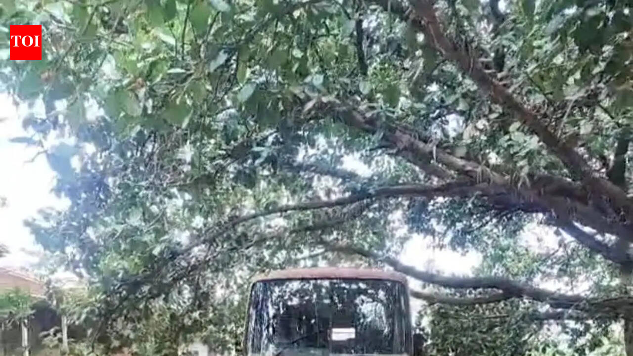 When faith blocks the road: Sacred tree halts bus service in Radhanagri ...