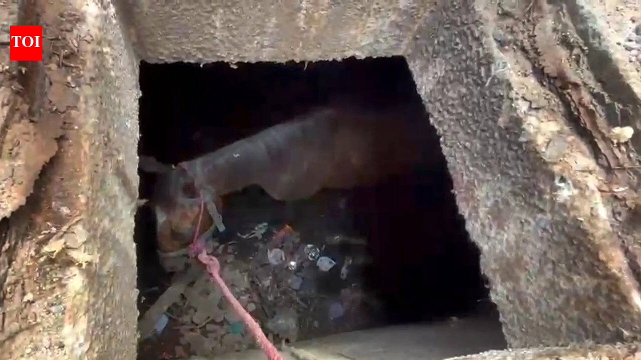 Horse plunges into 6-feet deep stormwater drain | Vadodara News - The ...
