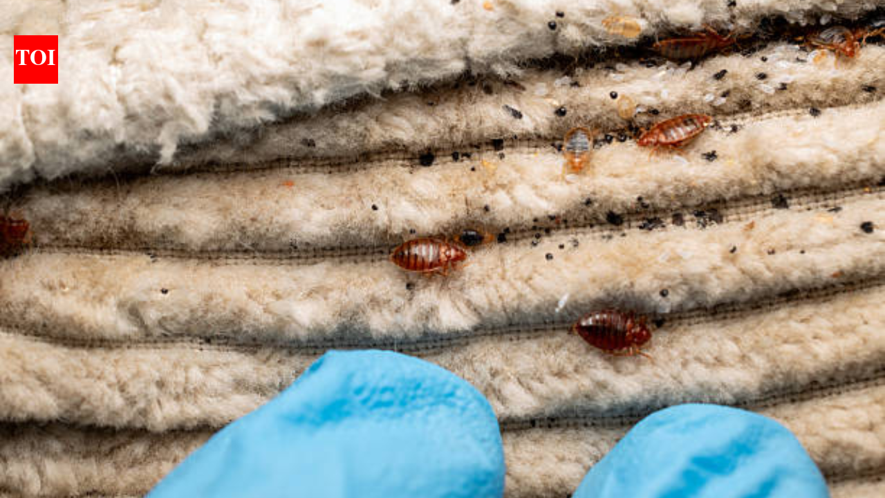 How to identify bed bugs in hotel rooms before they hitch a ride home ...