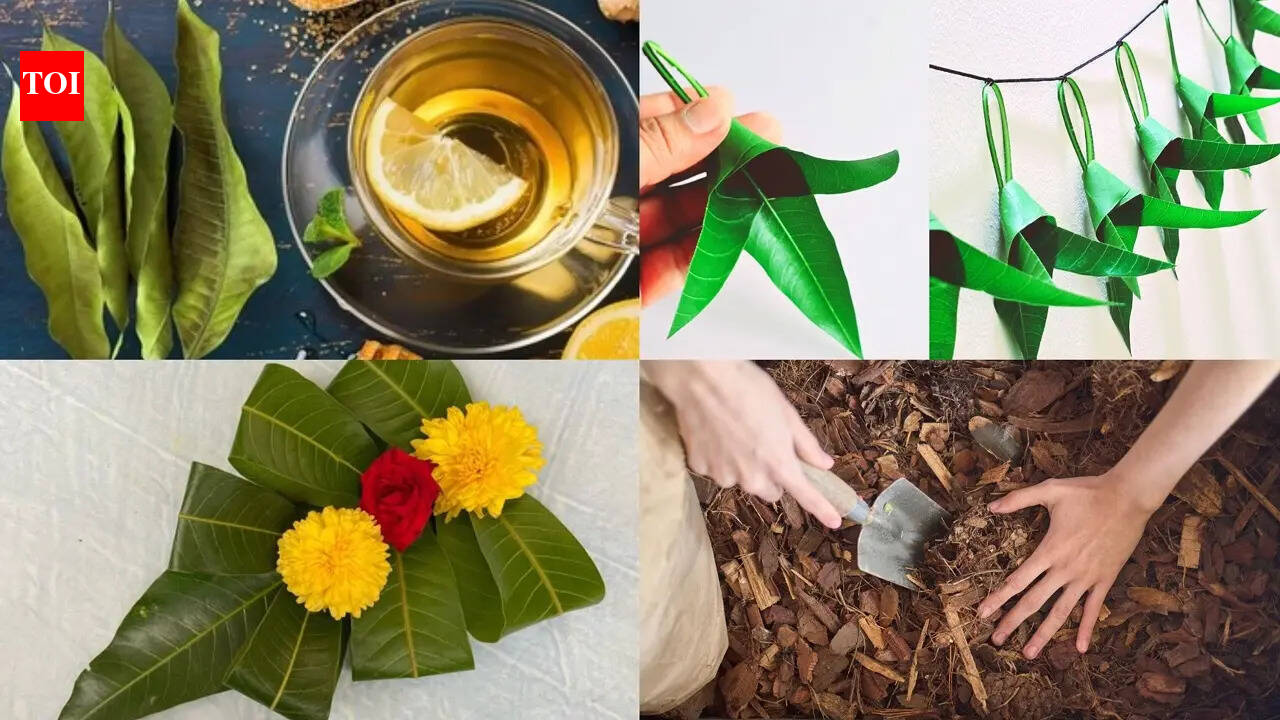 Mango leaves aren’t just waste: 6 smart, sustainable and surprisingly ...