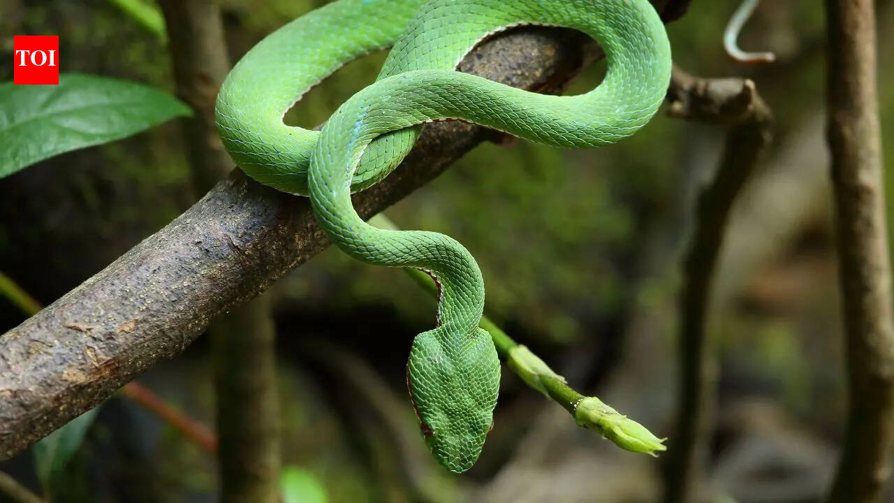 Snake Identification Tips: This is why most people fail to find snakes ...