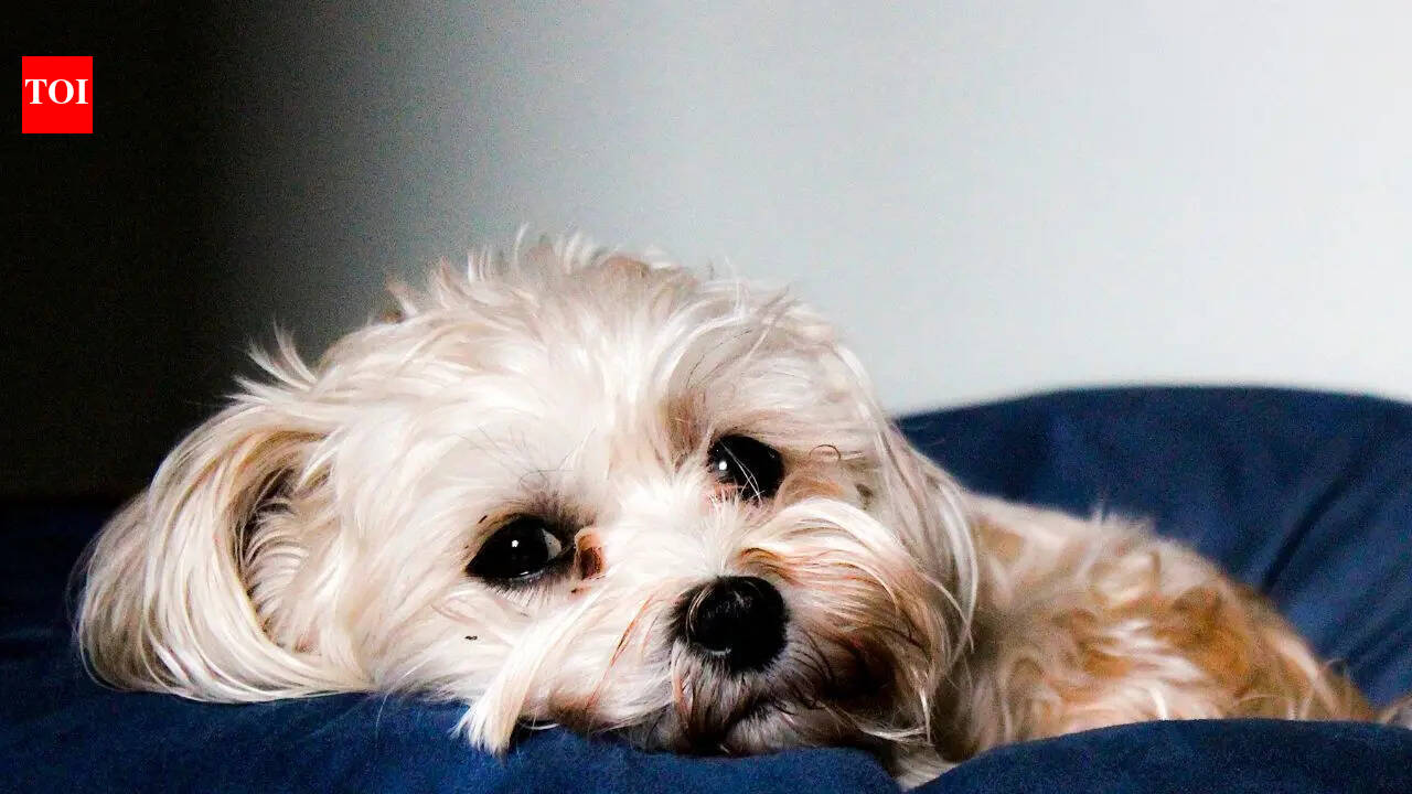 What happens inside your pet’s stomach when they eat your food - The ...