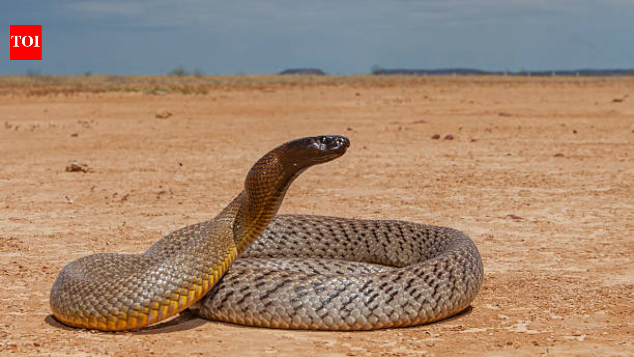 Inland Taipan changes colour with the seasons: Inside the strange and ...