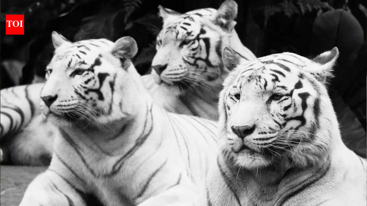 Every White Tiger on Earth traces back its origin to this one Royal ...