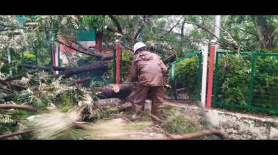 Over dozen trees collapse in Doon due to evening rains, traffic crawl ...