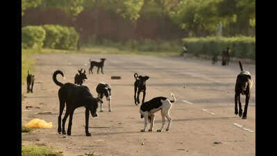 8-year-old girl out to buy milk mauled to death by stray dogs in ...