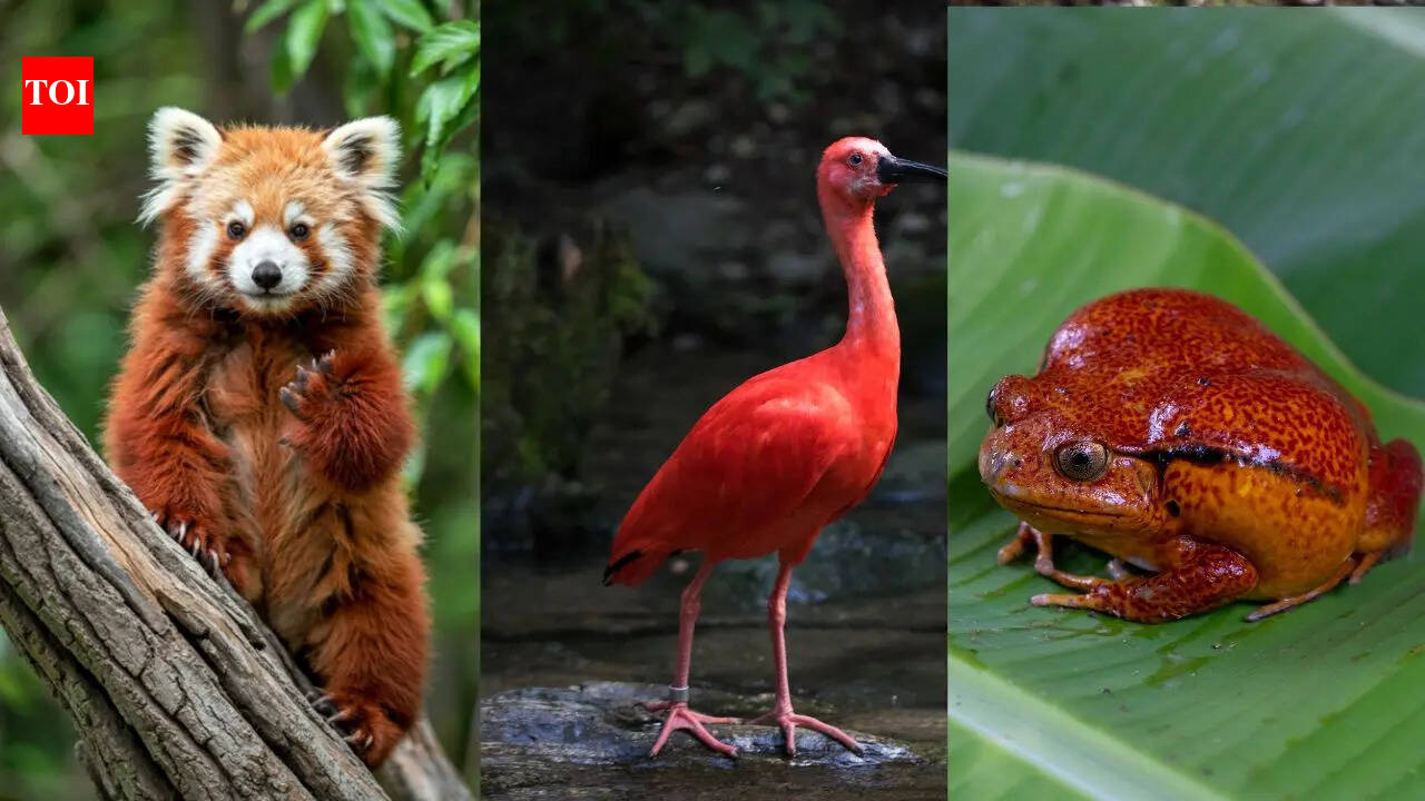 Red, rare and deadly: 5 Mind-blowing animals found in the wild