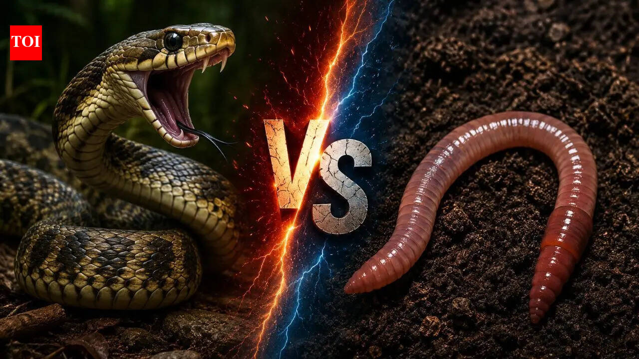 Snake vs Earthworm: Key differences in habitat, diet and body structure ...