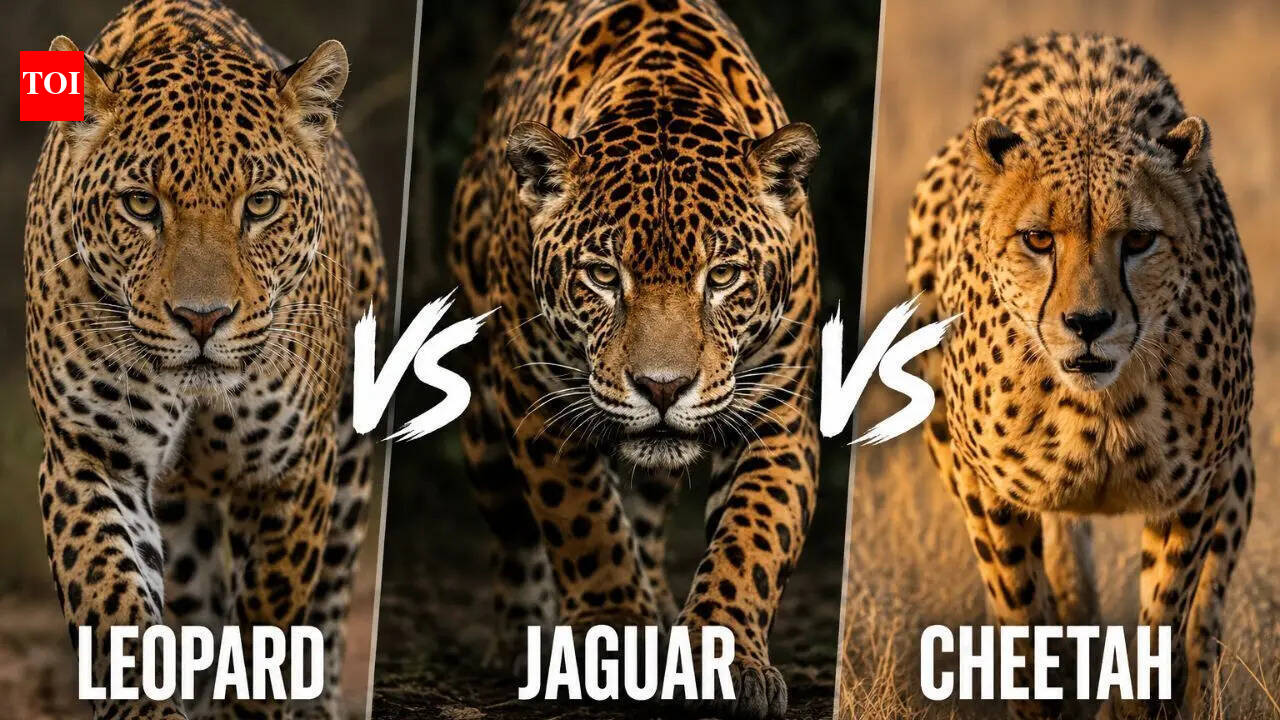 Leopard vs Jaguar vs Cheetah: Comparing the strength, speed and ...