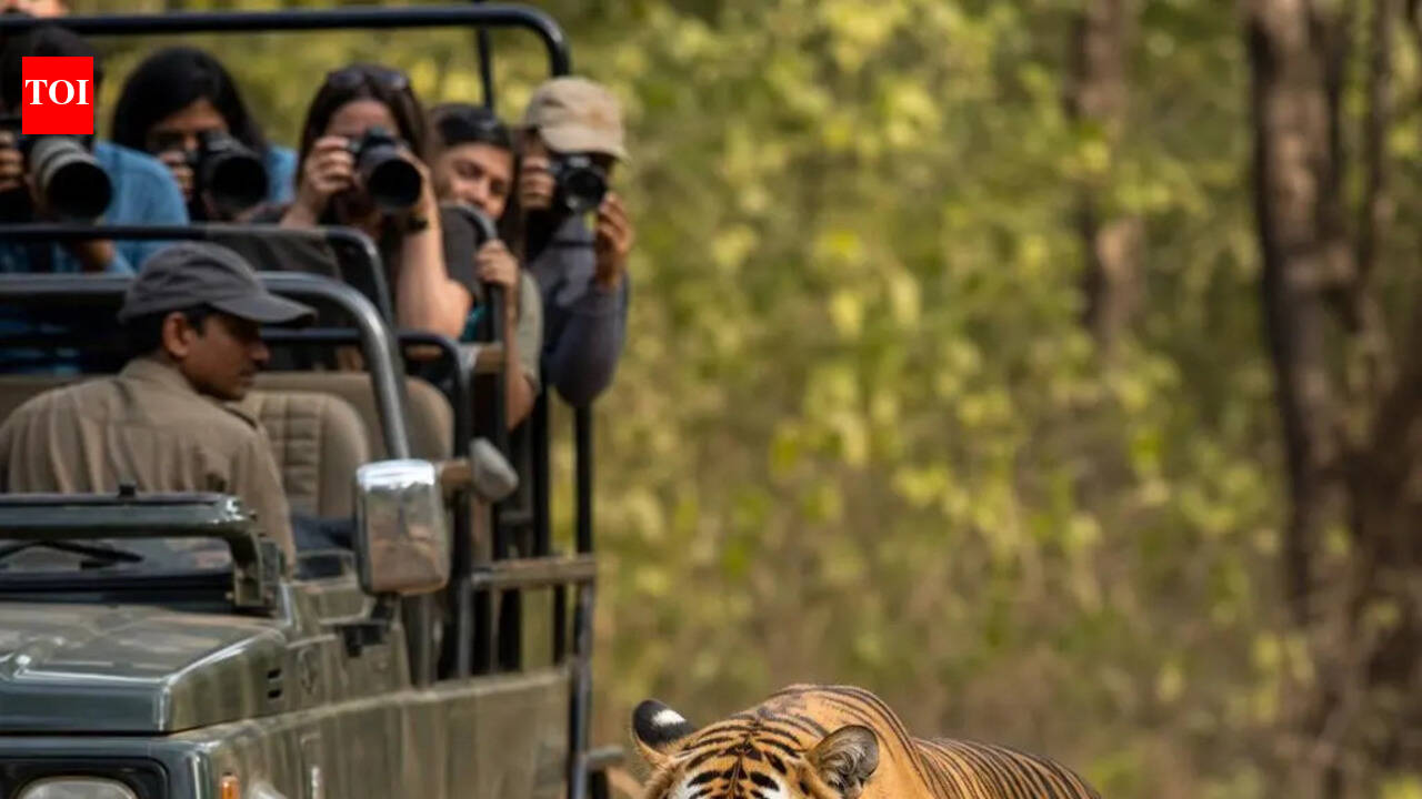 Driver banned ‘indefinitely’ for taking safari vehicle too close to ...