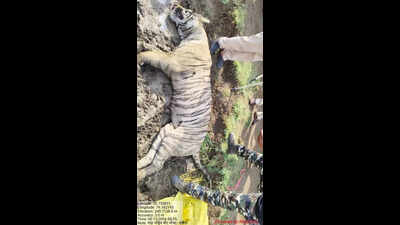Male tiger found dead in Umred forest range | Nagpur News - The Times ...