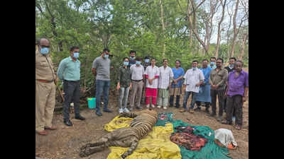 Male tiger found dead in Umred forest range | Nagpur News - The Times ...