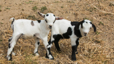 Canadian farmer fights off a cougar to save her baby goat: "I knew ...