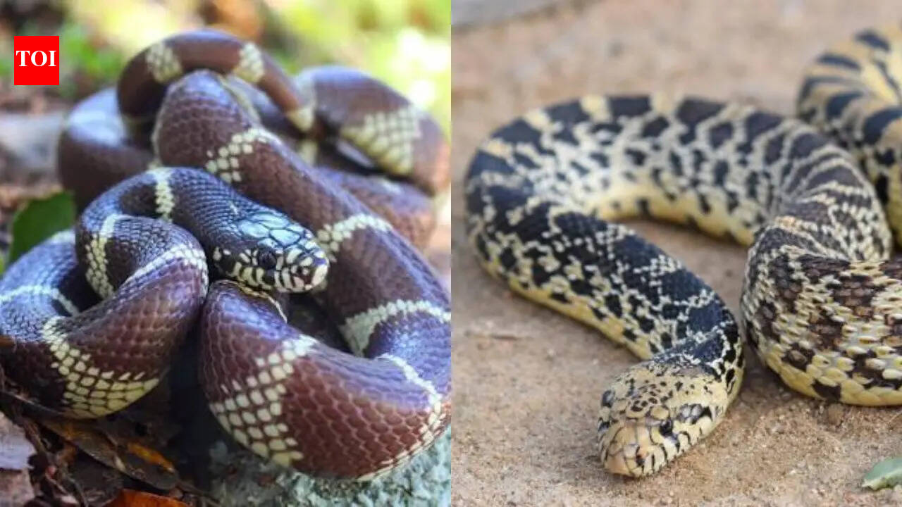 Snakes commonly seen in California: The fascinating reptiles sharing ...
