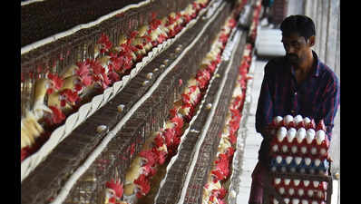 Egg, chicken prices surge in parts of AP | Vijayawada News - The Times ...