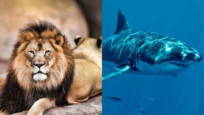 The world’s deadliest animals aren’t sharks or lions: The list may ...