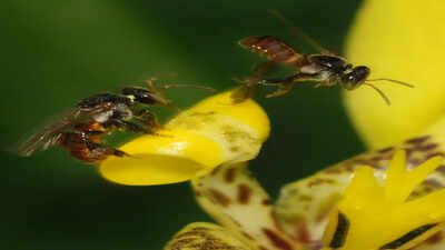First insects ever get legal rights in two Peruvian municipalities, as ...