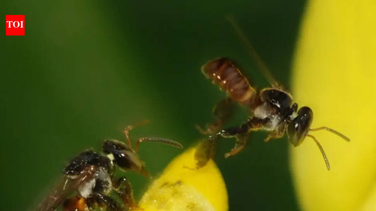 First insects ever get legal rights in two Peruvian municipalities, as ...