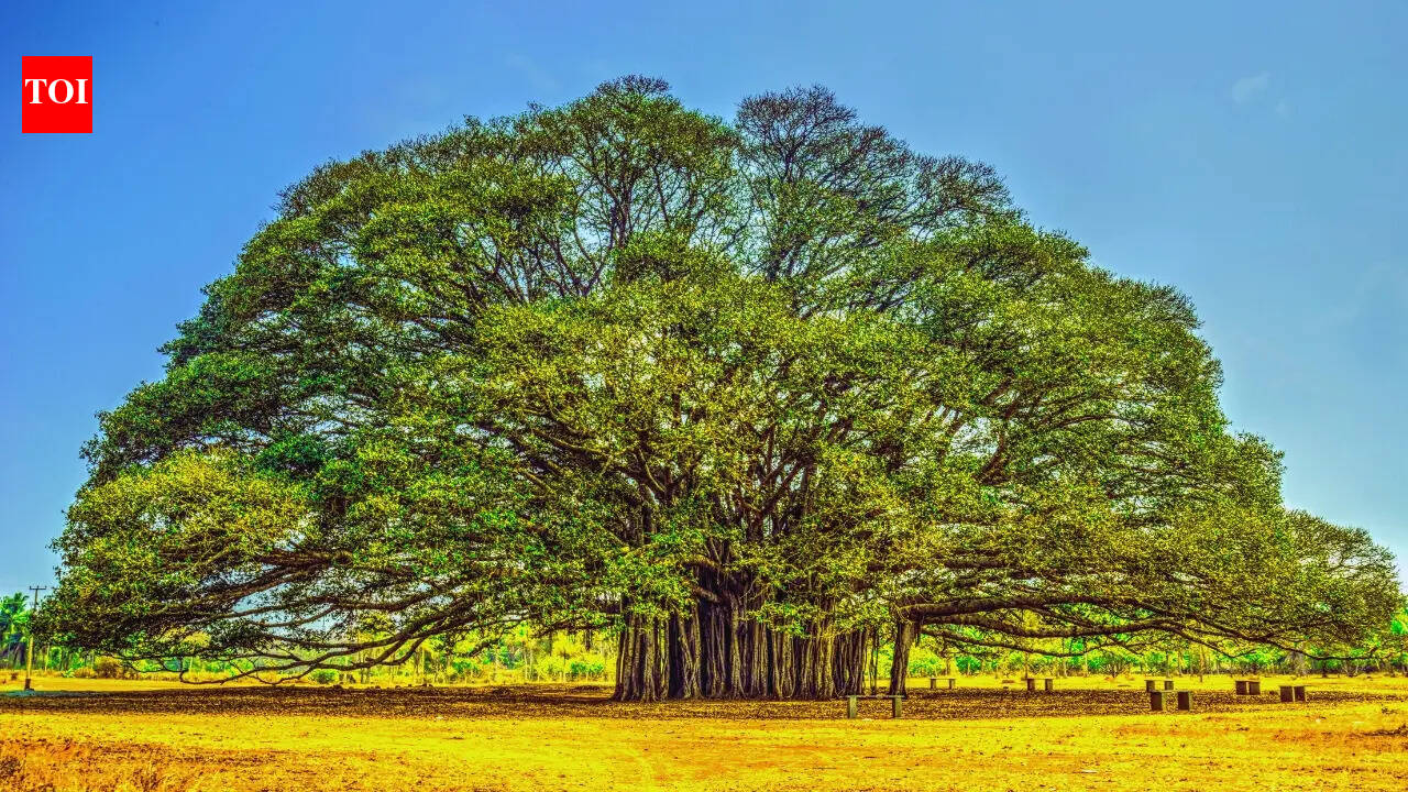 8 iconic state trees of India every traveller and nature lover should ...